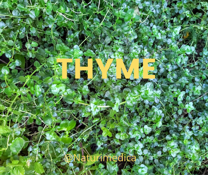 Thyme: benefits, medicinal uses plus thyme tea recipe - Naturimedica